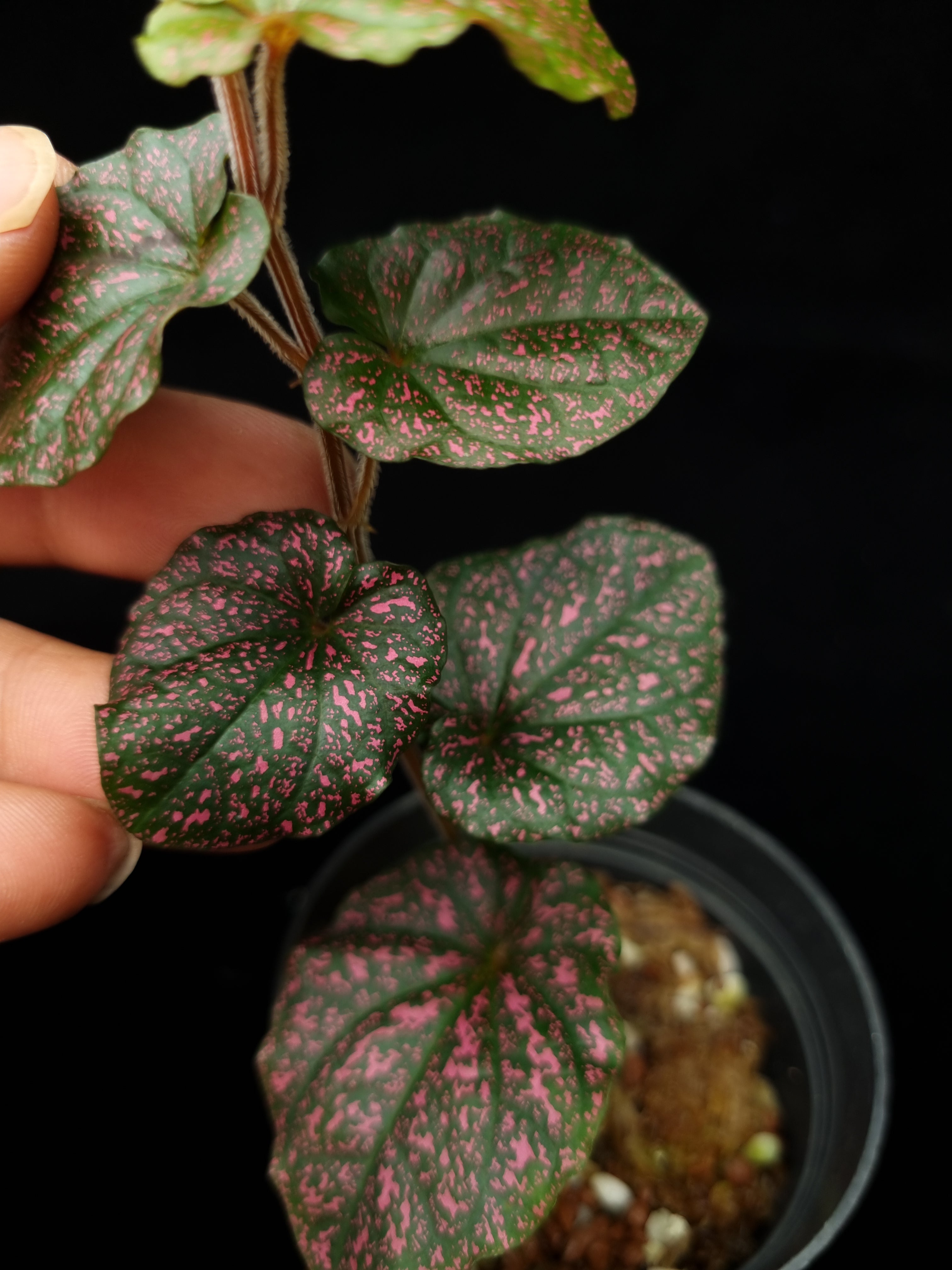 Ardisia, Piper, Homalomena for sale Singapore | Black Toe Tropicals