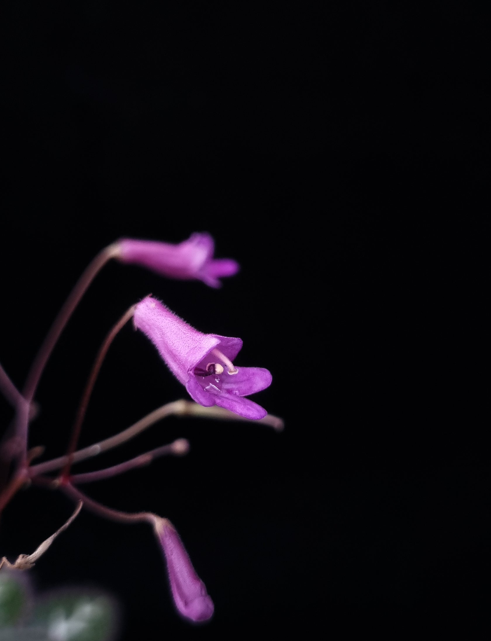 Primulina sinovietnamica | Potted plants Singapore | Black Toe Tropicals