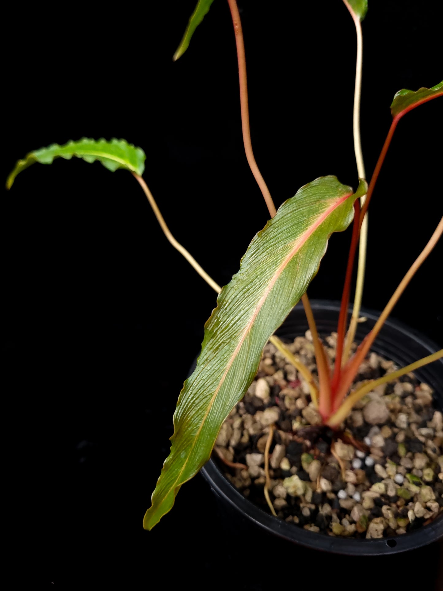 Homalomena sp. | Potted plants Singapore | Black Toe Tropicals