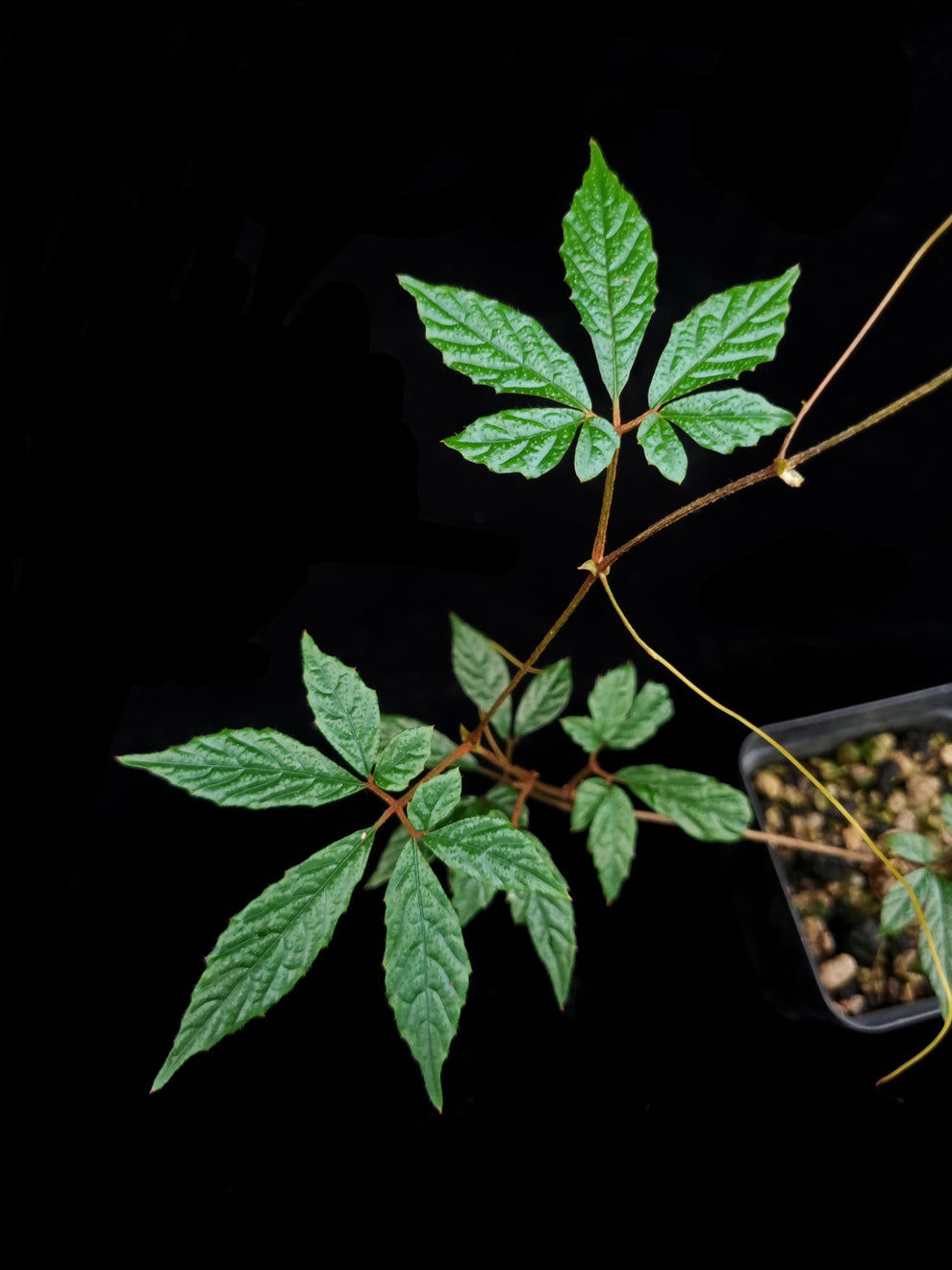 Pterisanthes sp. 'Kalimantan' | Potted plants Singapore | Black Toe ...
