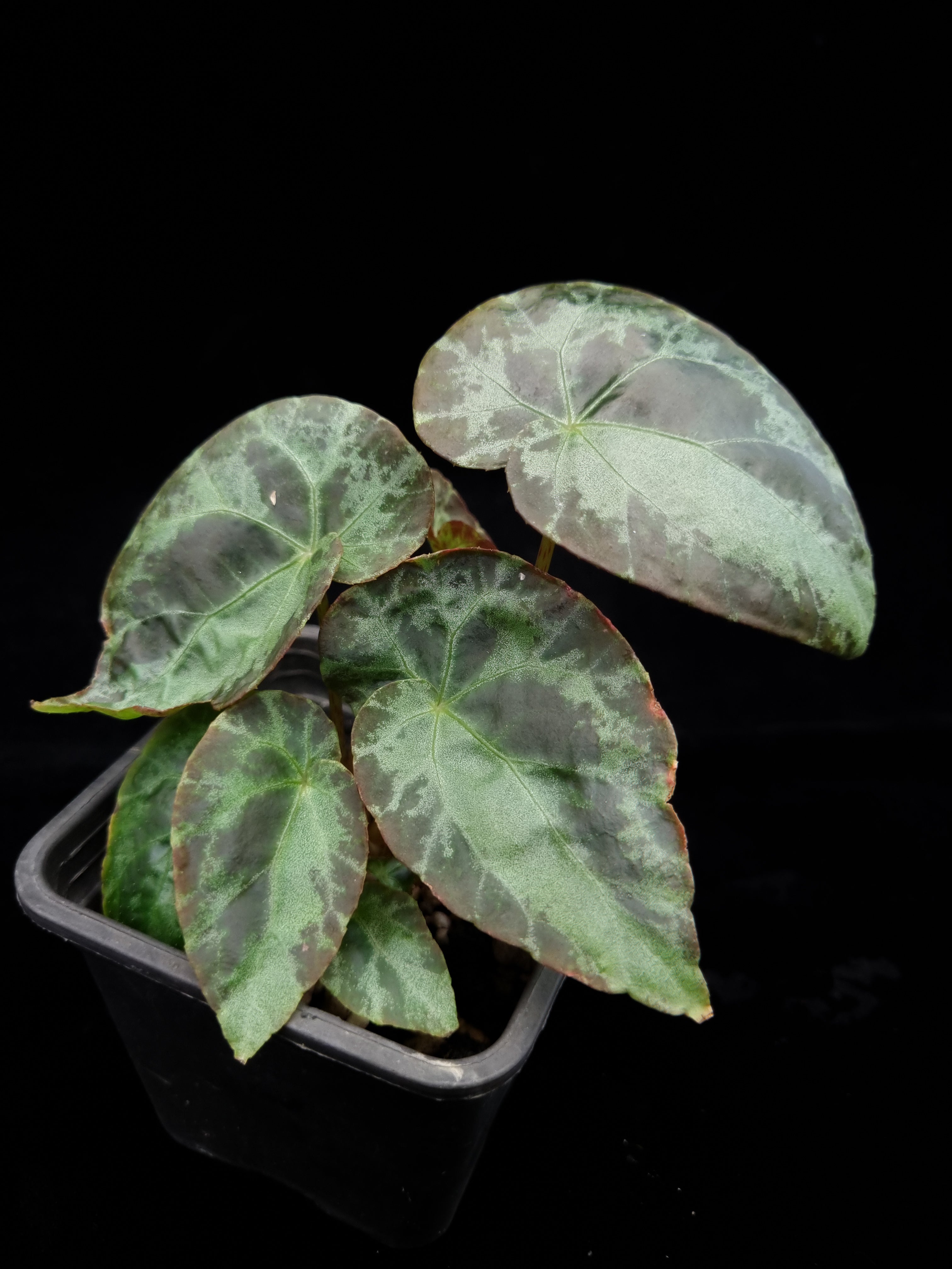 Begonia burkillii | Potted plants Singapore | Black Toe Tropicals