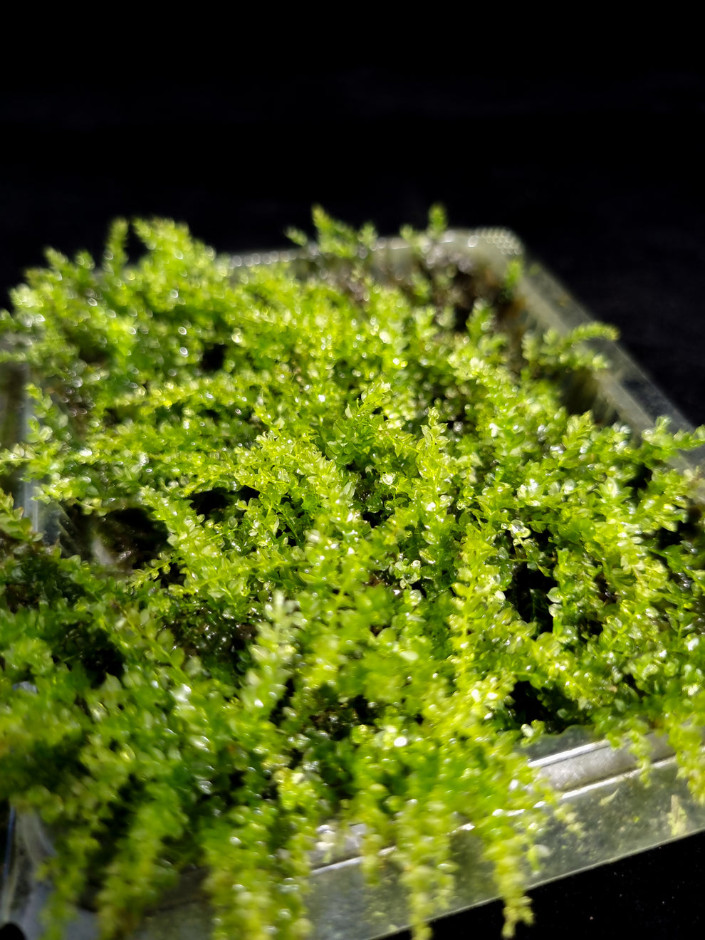 Plagiomnium acutum | Terrarium moss Singapore | Black Toe Tropicals
