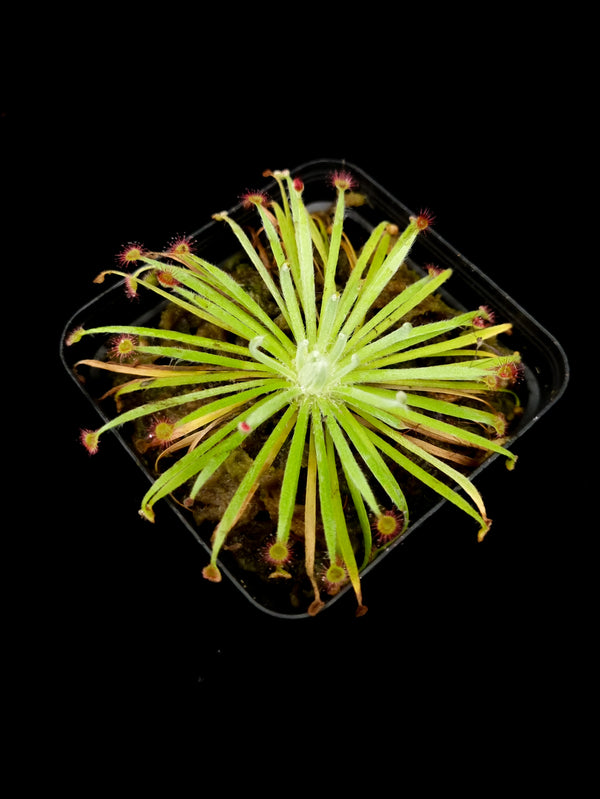 Drosera aff. lanata | Carnivorous plants Singapore | Black Toe Tropicals
