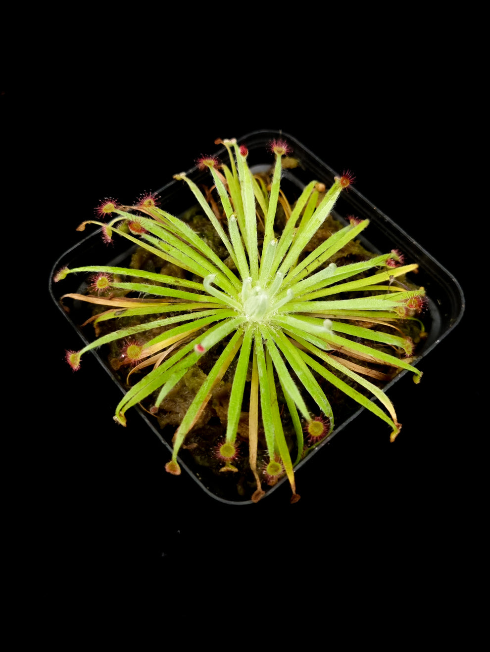 Drosera aff. lanata | Carnivorous plants Singapore | Black Toe Tropicals