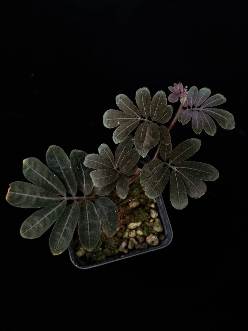 Solanum uleanum | Potted plants Singapore | Black Toe Tropicals