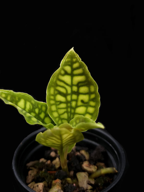 Cystorchis variegata var. variegata | Potted plants Singapore | Black ...