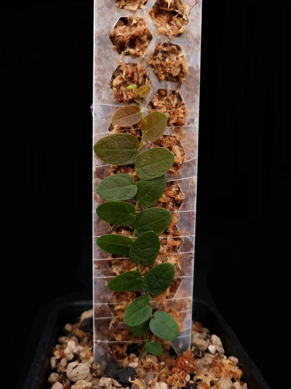 Ficus sp. 'Melawi' | Potted plants Singapore | Black Toe Tropicals