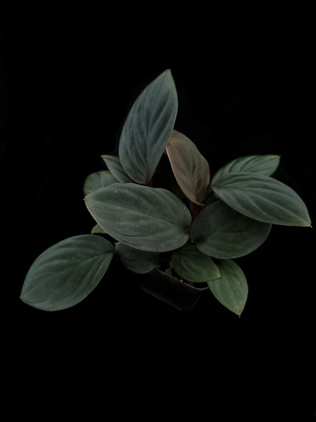 Homalomena sp. 'Wasai Telingan' | Potted plants Singapore | Black Toe ...