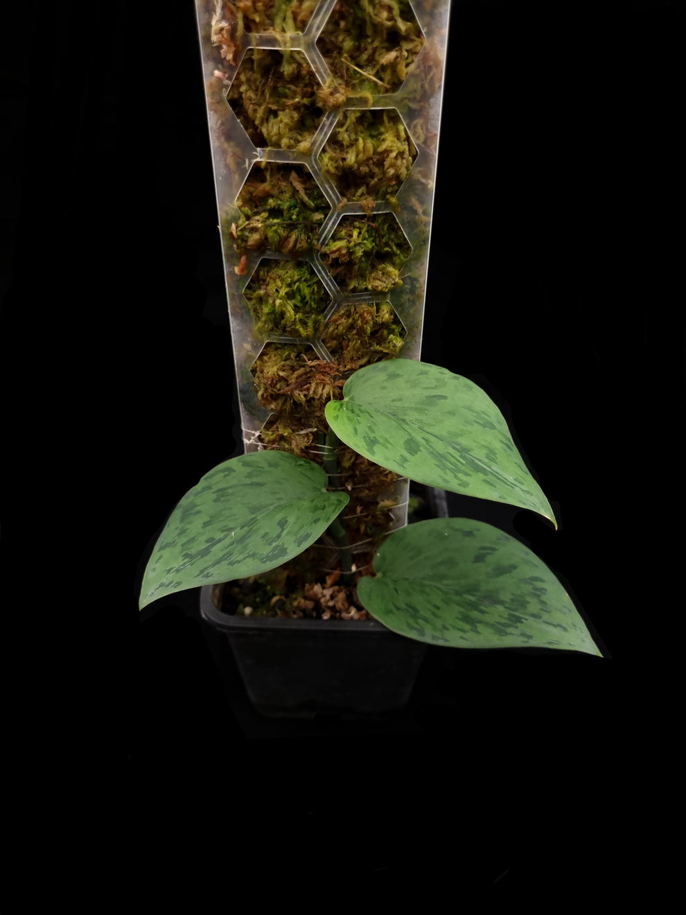 Scindapsus sp. 'Putussibau' | Potted plants Singapore | Black Toe Tropicals