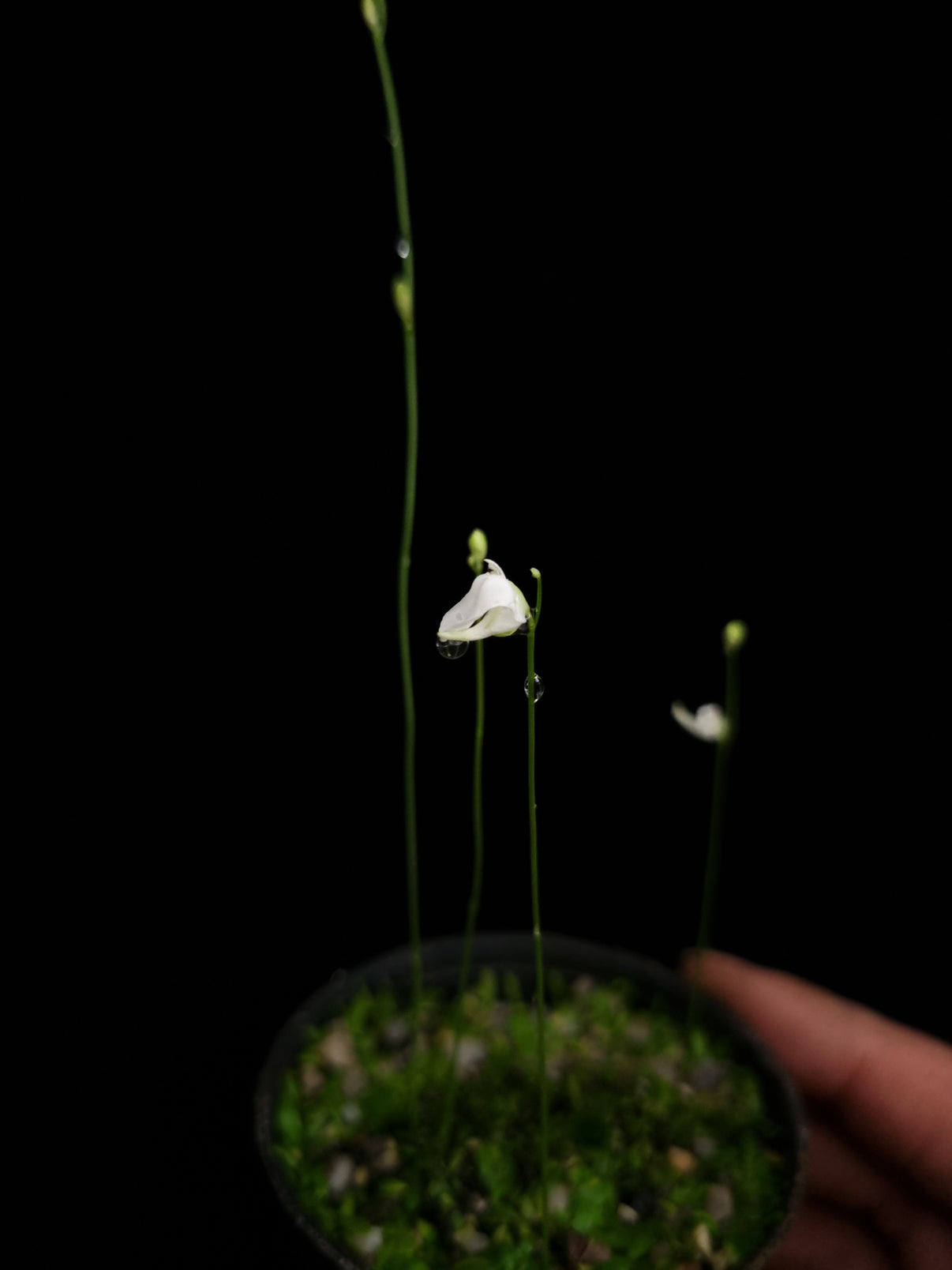 Utricularia livida | Carnivorous Plants Singapore | Black Toe Tropicals